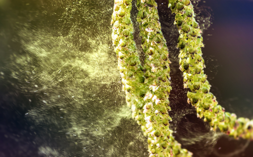 ALLERGIES? How can LOCAL HONEY HELP? - AgeVital.com